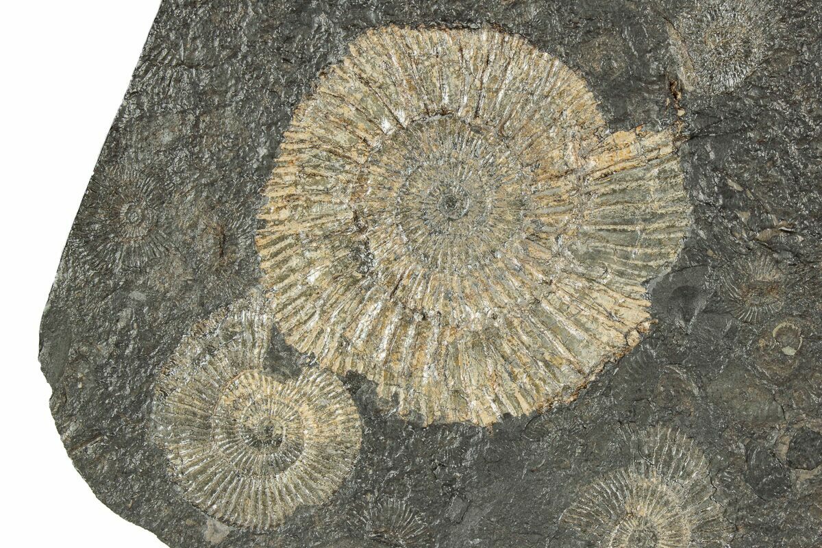 8.4" Fossil Ammonite Cluster - Posidonia Shale, Germany (#343456) For ...