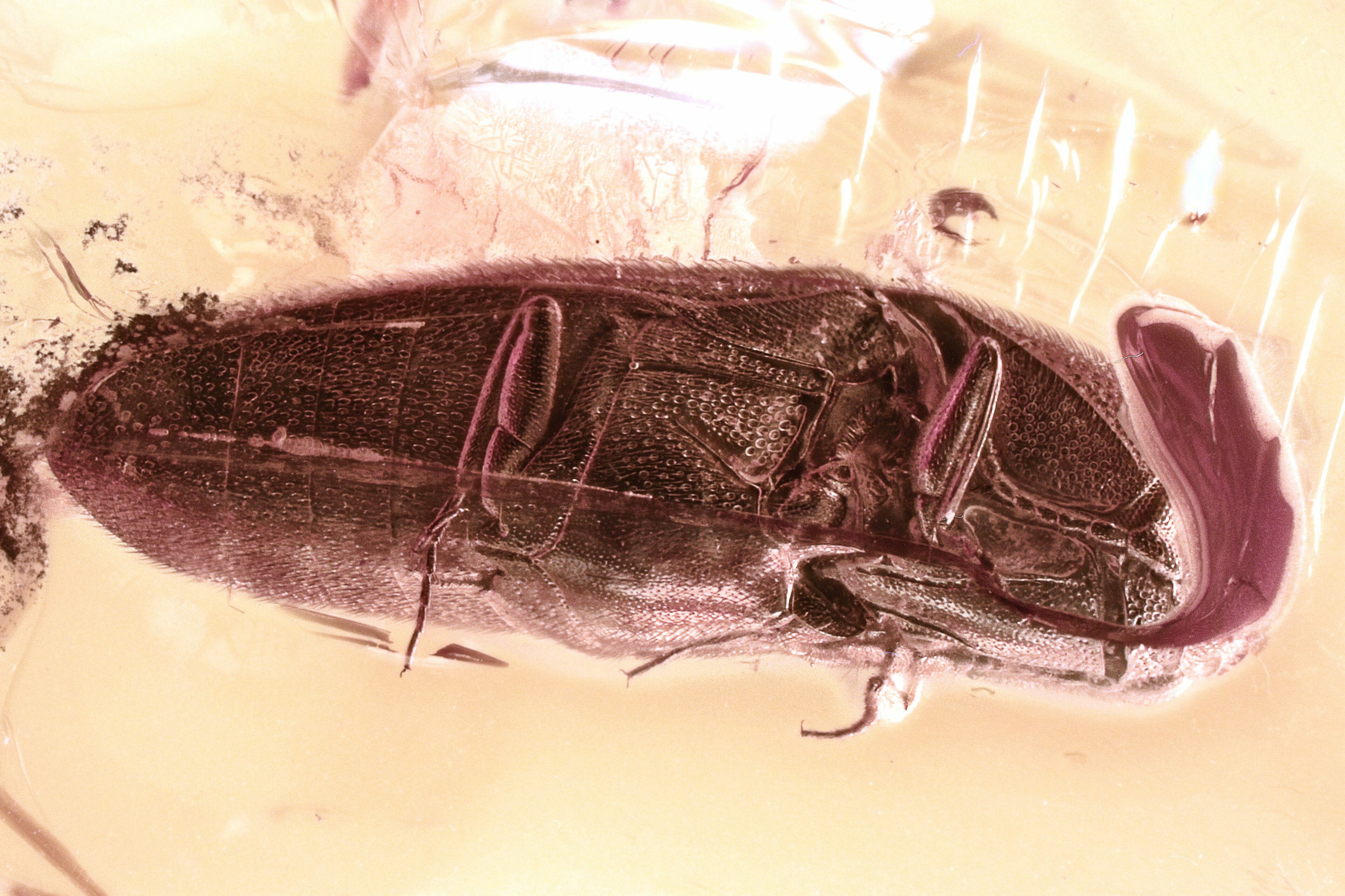 Detailed Fossil False Click Beetle (Throscidae) in Baltic Amber ...