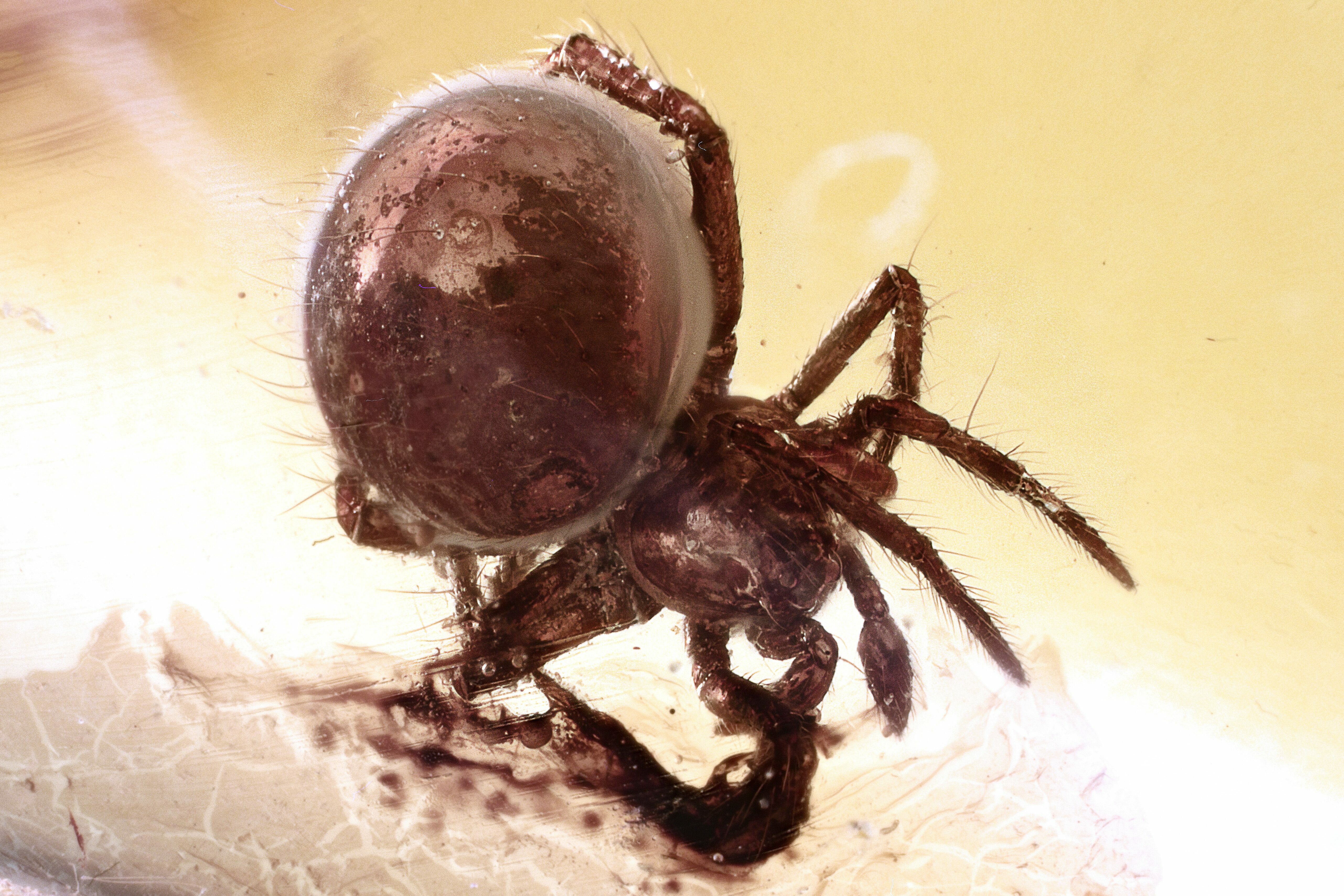 Detailed Fossil Spider (Araneae) In Baltic Amber (#343334) For Sale ...