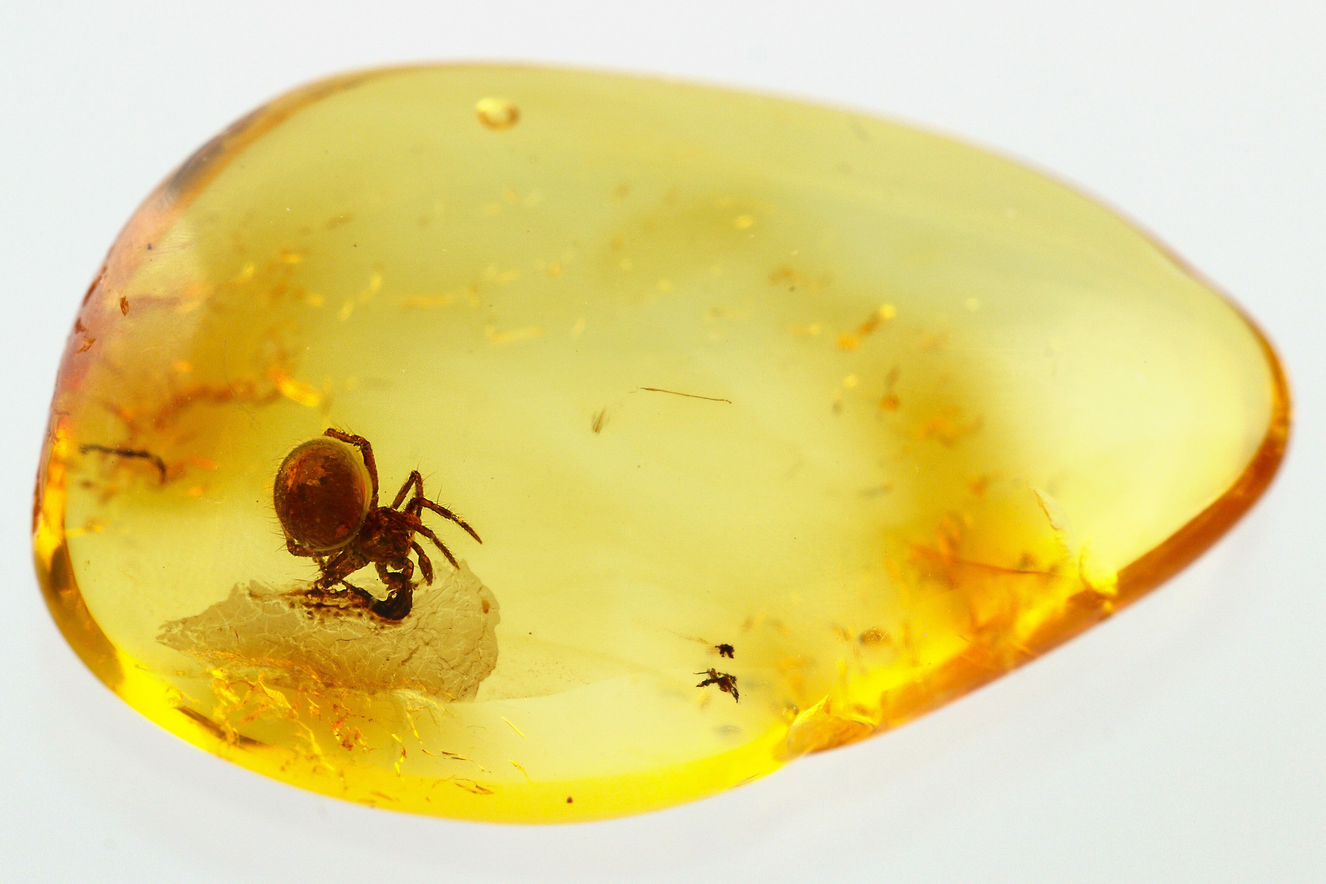 Detailed Fossil Spider (Araneae) In Baltic Amber (#343334) For Sale ...