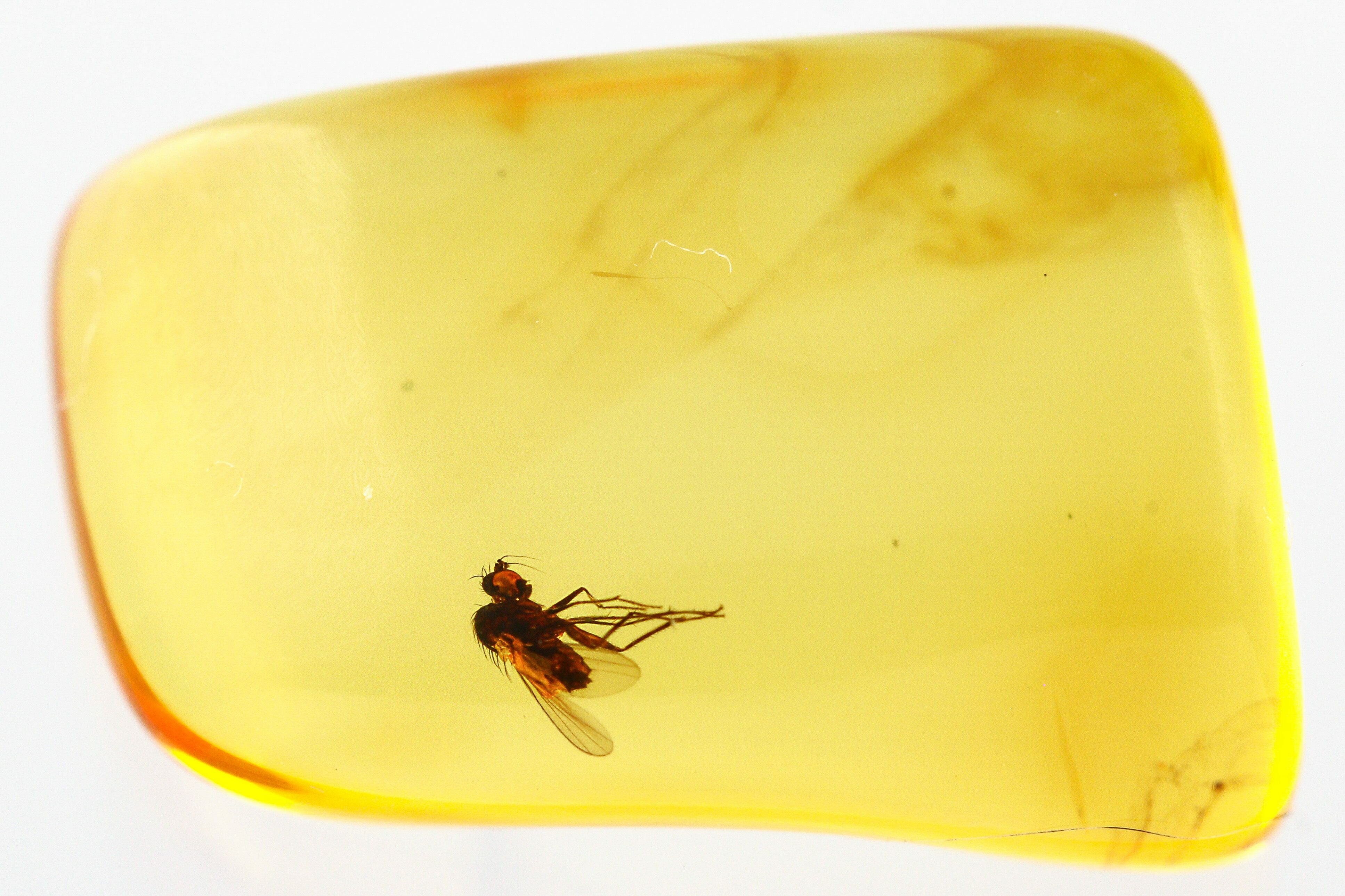 Detailed Fossil Long-Legged Fly (Dolichopodidae) in Baltic Amber ...
