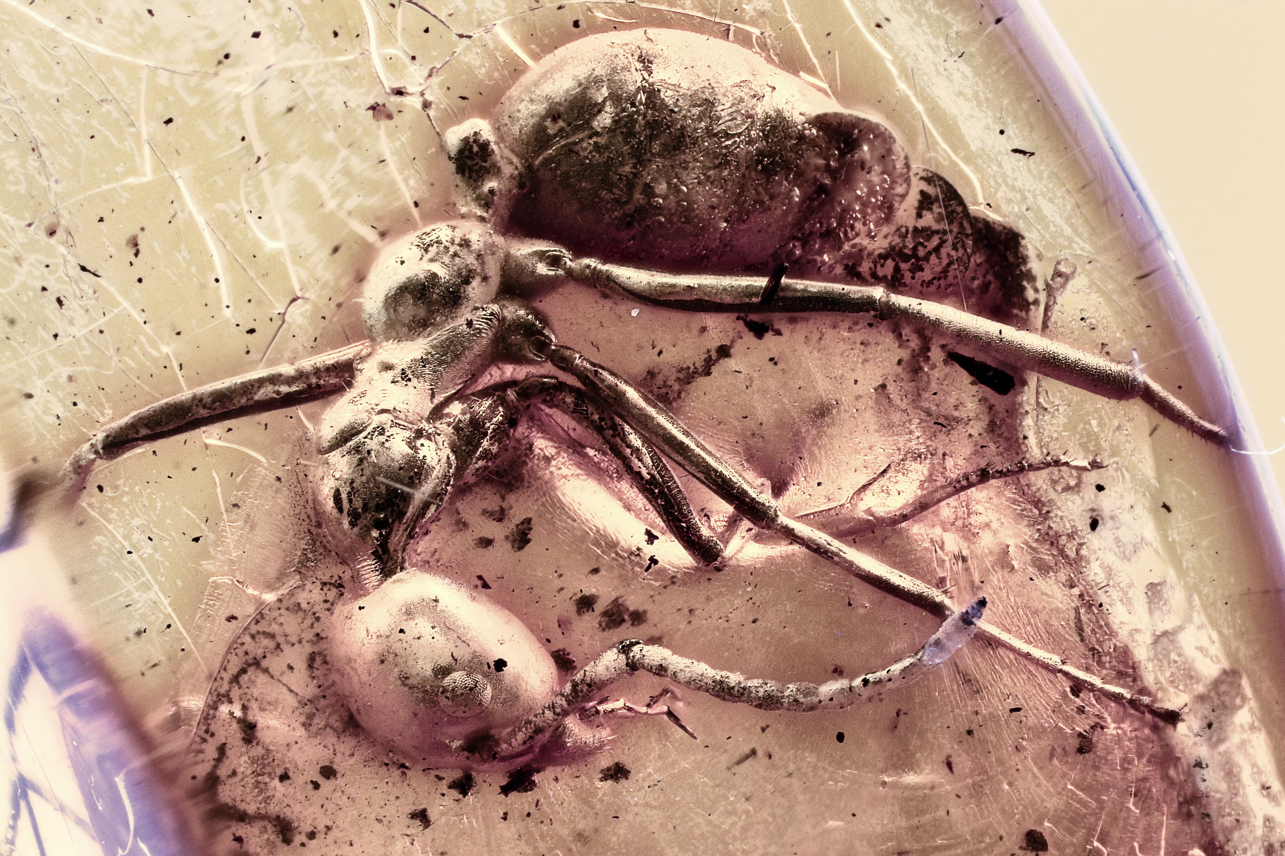 Large Detailed Fossil Ant (Formicidae) In Baltic Amber (#343402) For ...