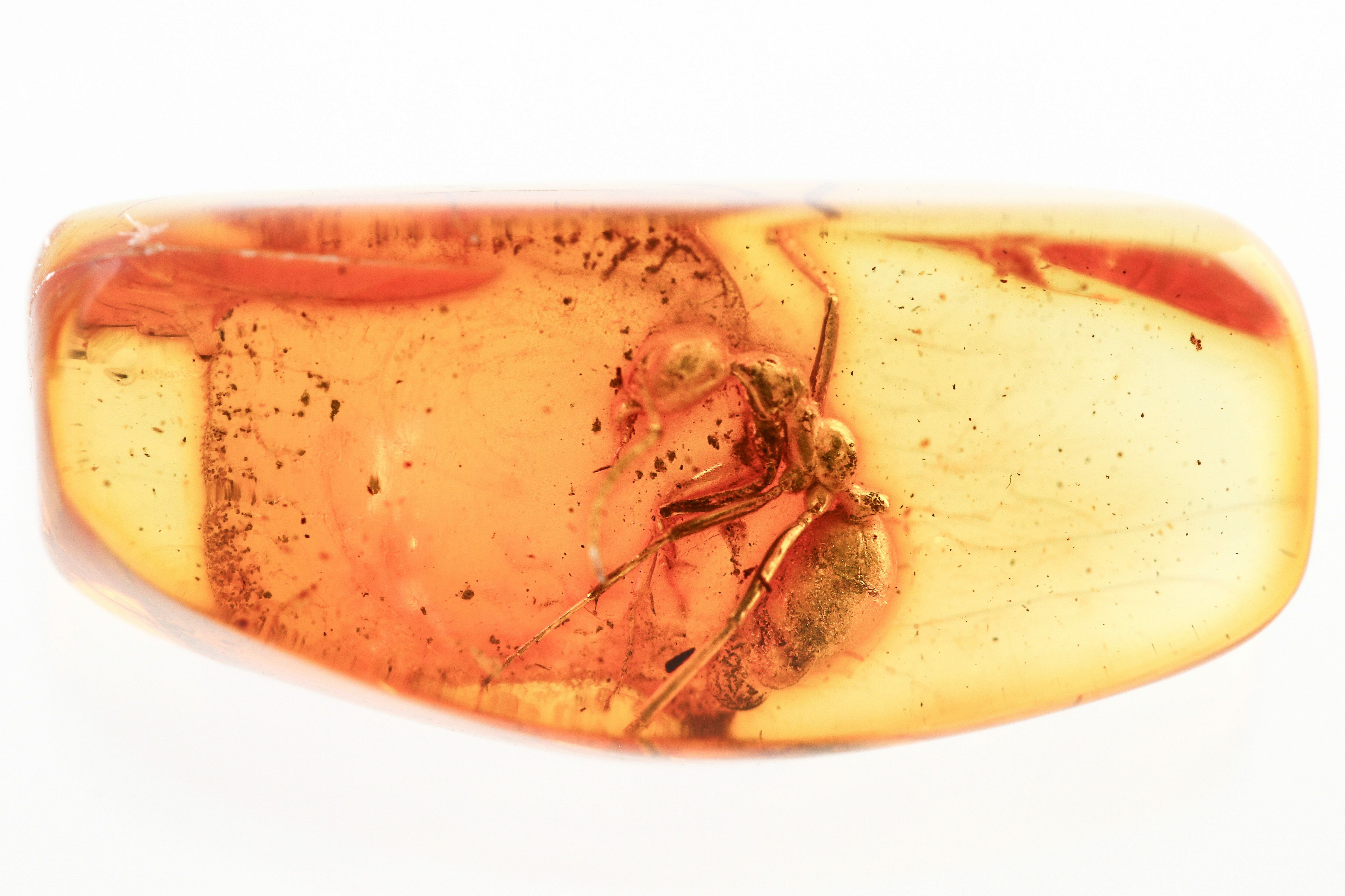 Large Detailed Fossil Ant (Formicidae) In Baltic Amber (#343402) For ...