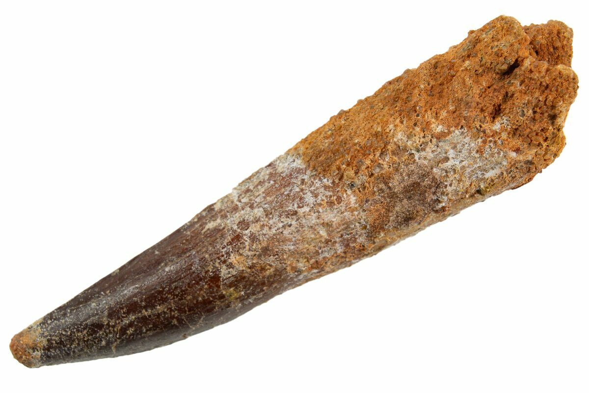 2.92" Fossil Spinosaurus Tooth - Real Dinosaur Tooth (#343502) For Sale ...