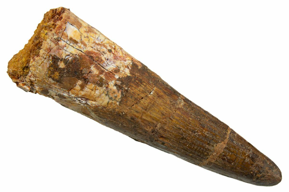 2.53" Fossil Spinosaurus Tooth - Restored Tip (#343511) For Sale ...