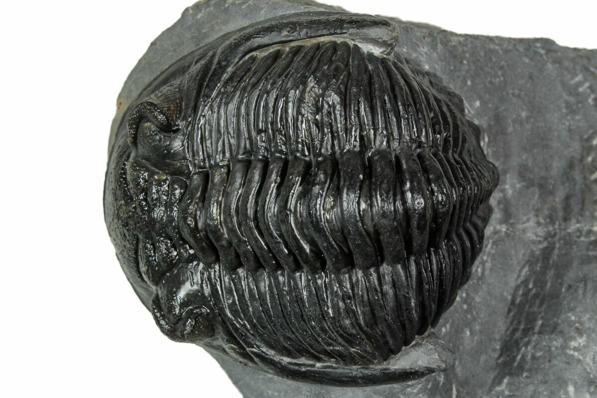 2.3" Curled Hollardops Trilobite Fossil - Ofaten, Morocco (#343272) For ...
