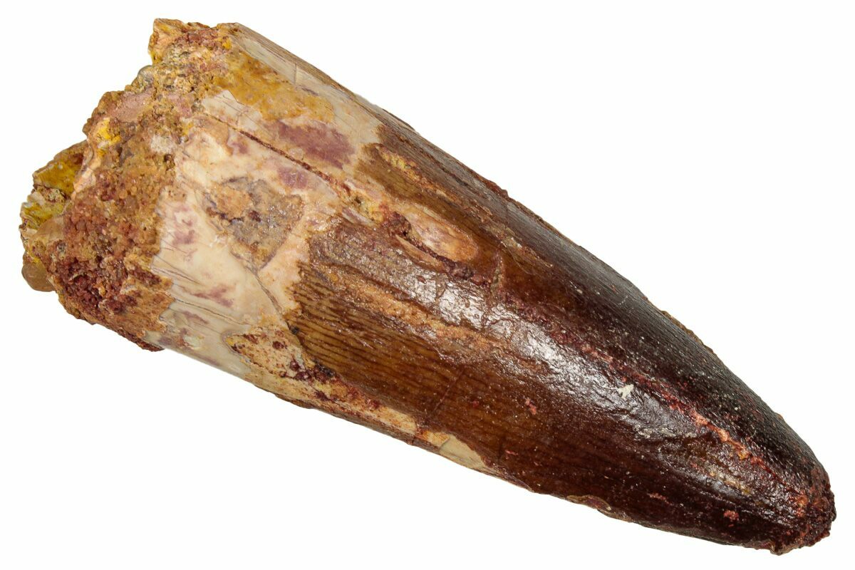 2.31" Fossil Spinosaurus Tooth - Real Dinosaur Tooth (#343465) For Sale ...
