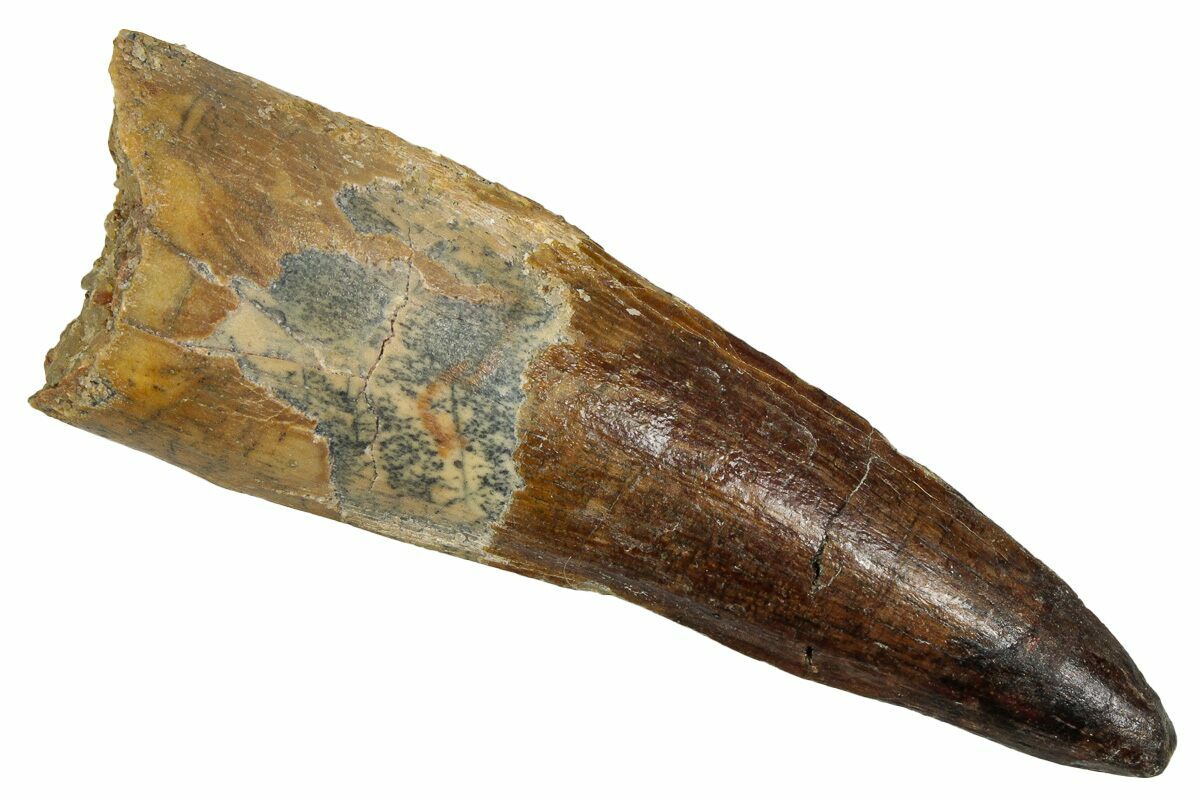 2.50" Fossil Spinosaurus Tooth - Real Dinosaur Tooth (#343466) For Sale ...