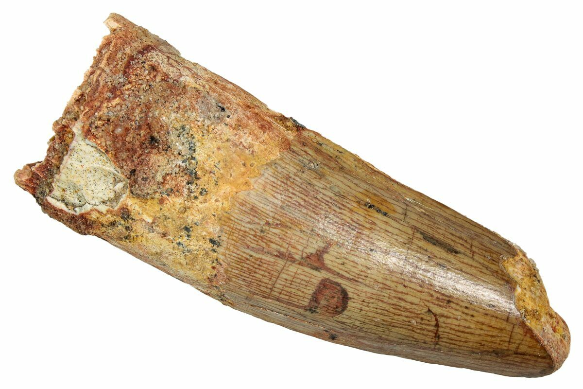 2.38" Fossil Spinosaurus Tooth - Feeding Worn Tip (#343469) For Sale ...