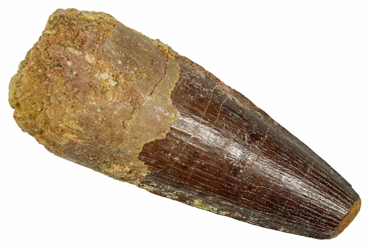 2.37" Fossil Spinosaurus Tooth - Feeding Worn Tip (#343472) For Sale ...