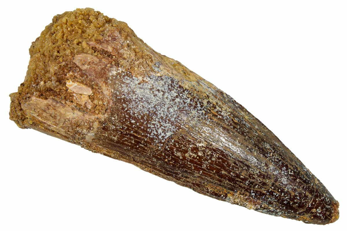 2.20" Fossil Spinosaurus Tooth - Real Dinosaur Tooth (#343478) For Sale ...