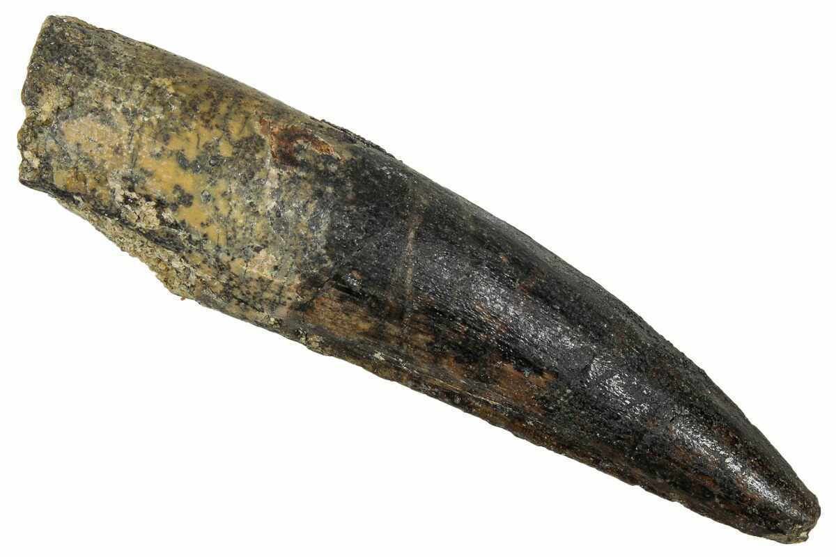 2.70" Fossil Spinosaurus Tooth - Dark Enamel Preservation (#343490) For ...