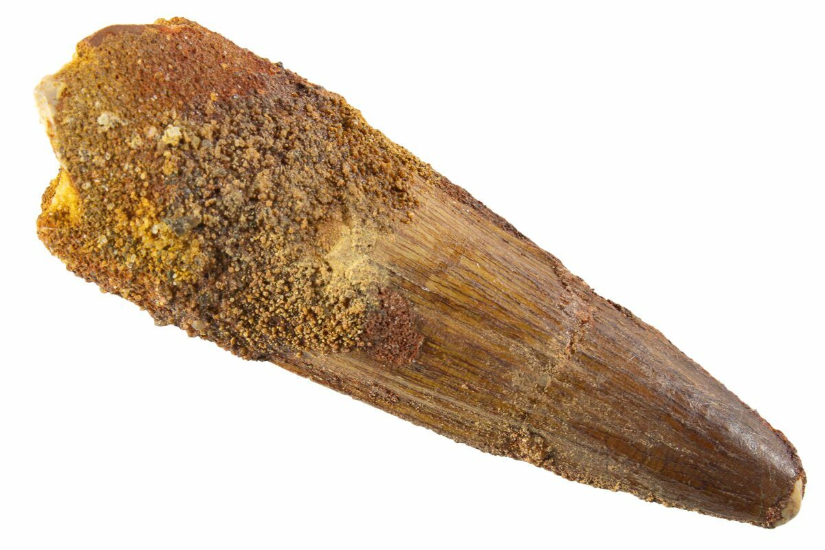 2.03" Fossil Spinosaurus Tooth - Real Dinosaur Tooth (#343537) For Sale ...