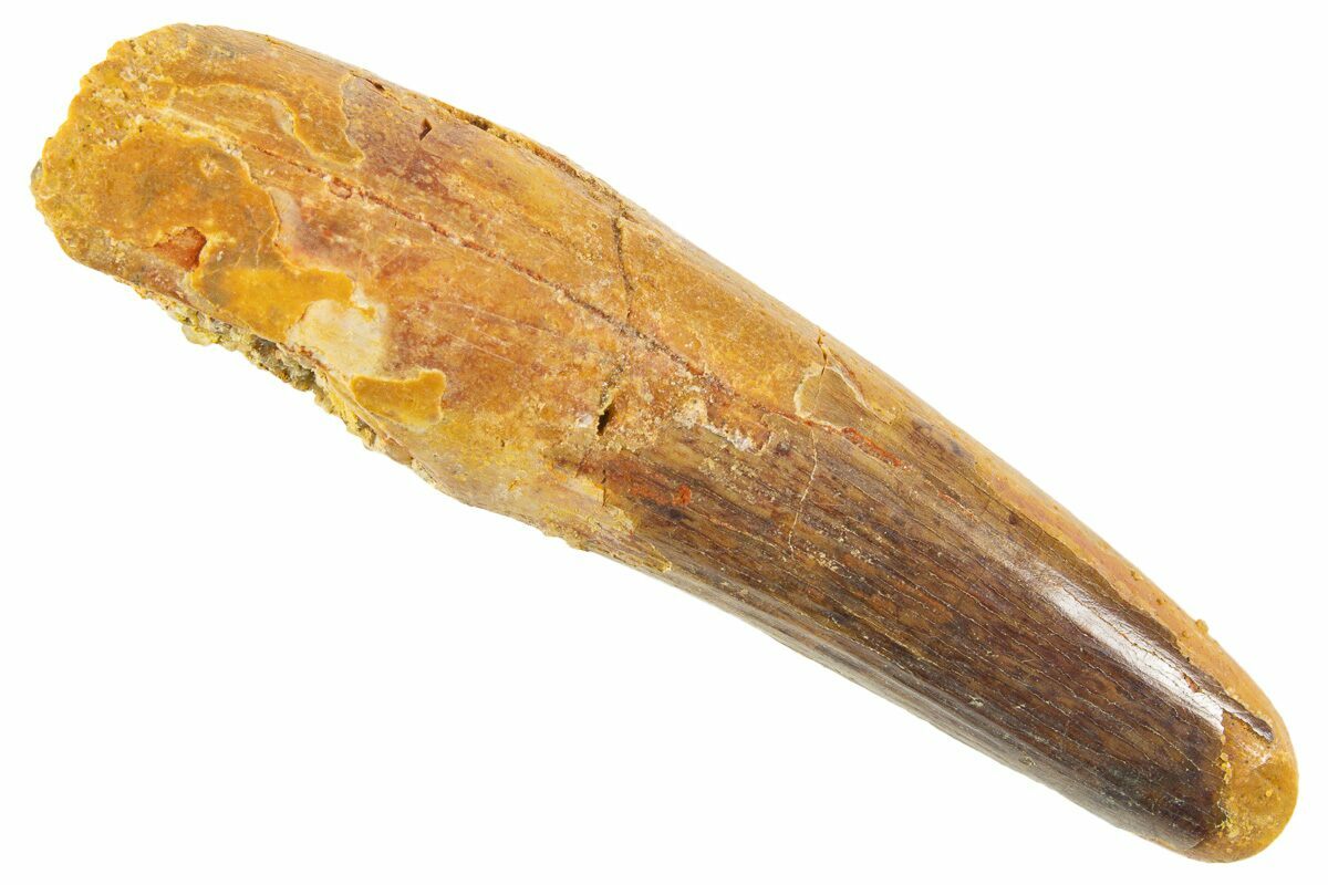 2.20" Fossil Spinosaurus Tooth - Feeding Worn Tip (#343541) For Sale ...