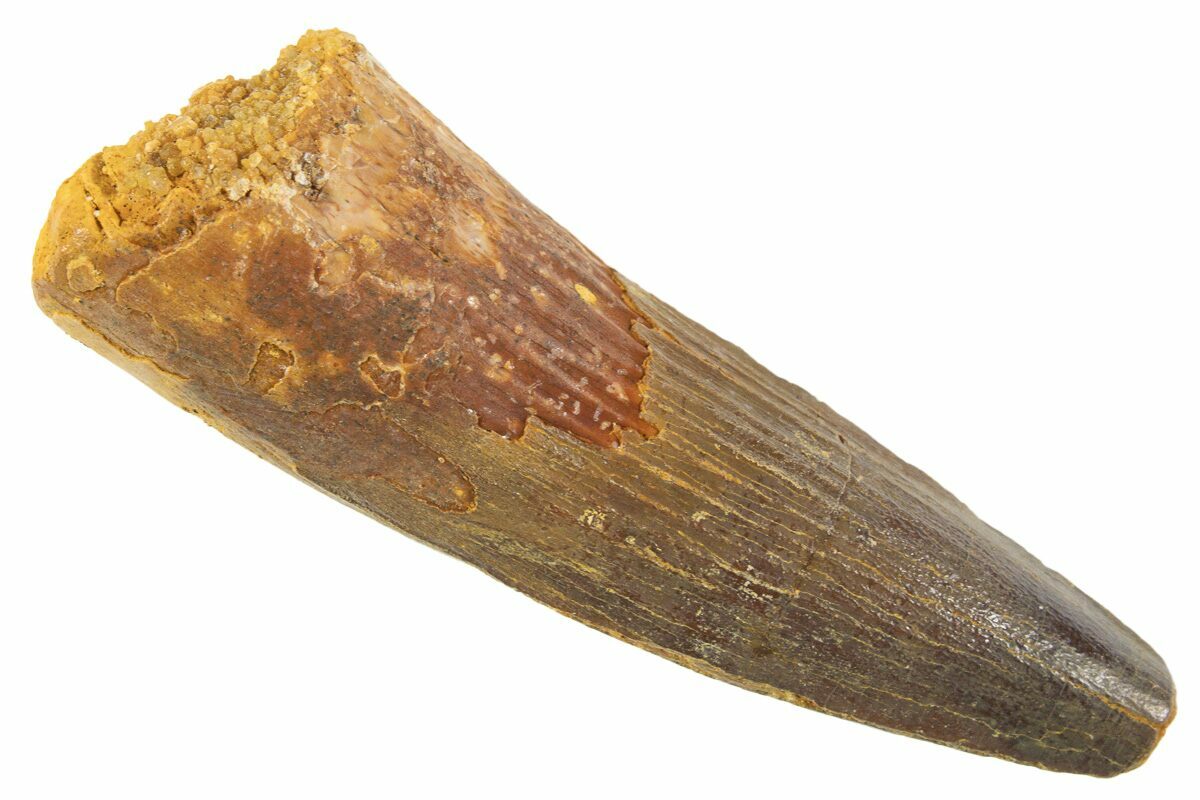 2.17" Fossil Spinosaurus Tooth - Real Dinosaur Tooth (#343544) For Sale ...