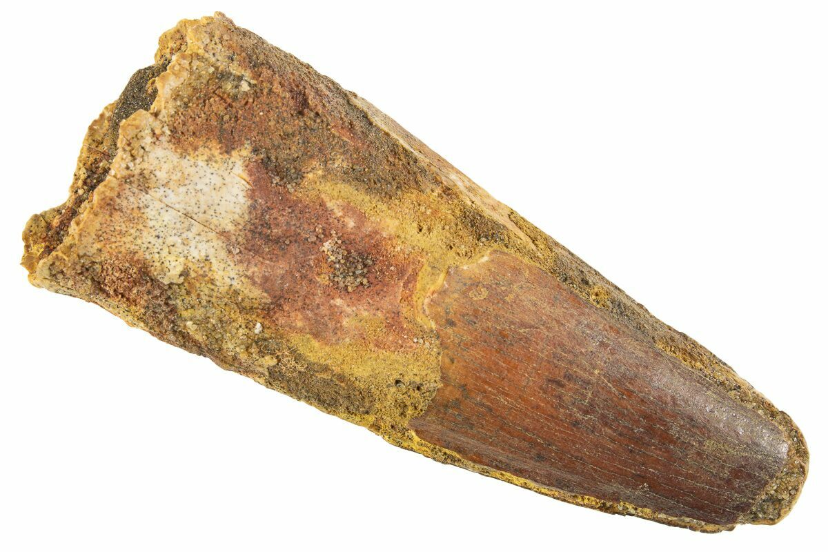 2.38" Fossil Spinosaurus Tooth - Real Dinosaur Tooth (#343552) For Sale ...