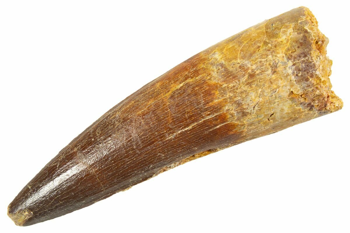 2.61" Fossil Spinosaurus Tooth - Real Dinosaur Tooth (#343557) For Sale ...