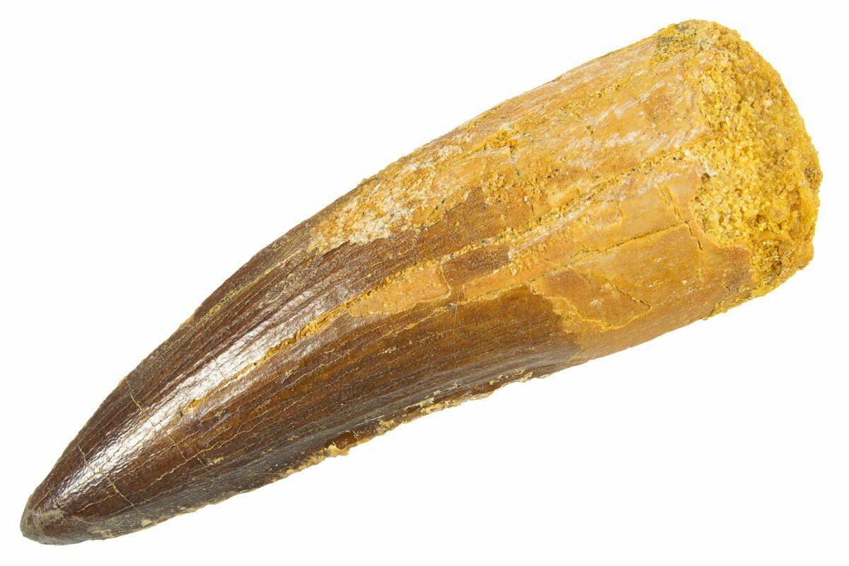 2.51" Fossil Spinosaurus Tooth - Real Dinosaur Tooth (#343558) For Sale ...