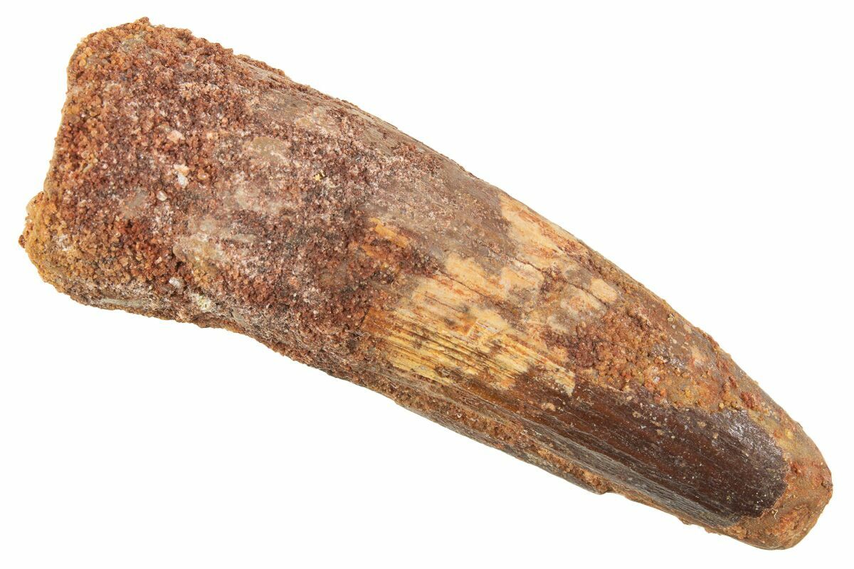 2.30" Fossil Spinosaurus Tooth - Feeding Worn Tip (#343561) For Sale ...