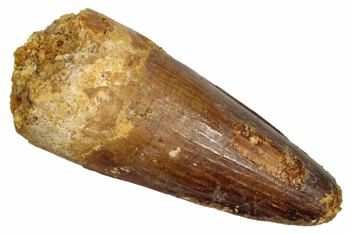 2.10" Fossil Spinosaurus Tooth - Feeding Worn Tip (#343666) For Sale ...