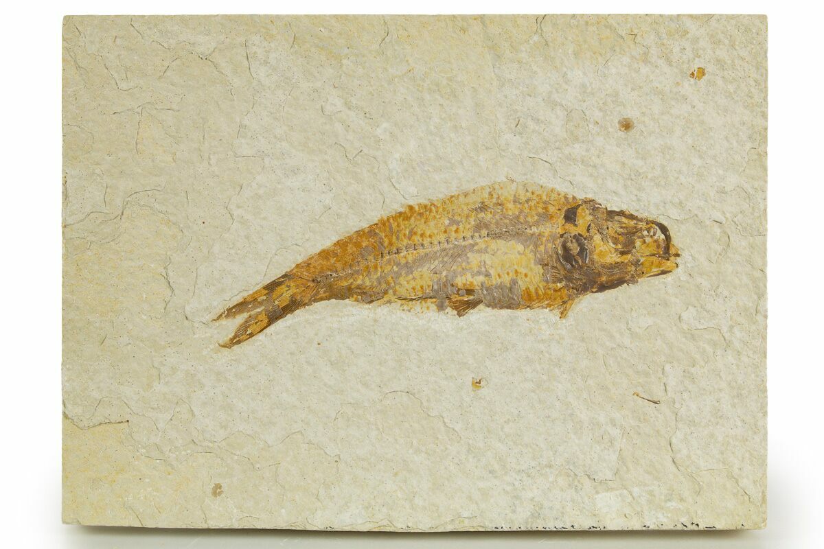 4.8" Detailed Fossil Fish (Knightia) - Wyoming (#340825) For Sale ...