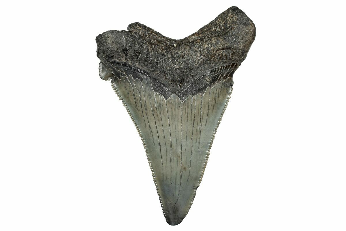 2.54" Serrated Angustidens Tooth - Megalodon Ancestor (#340405) For ...