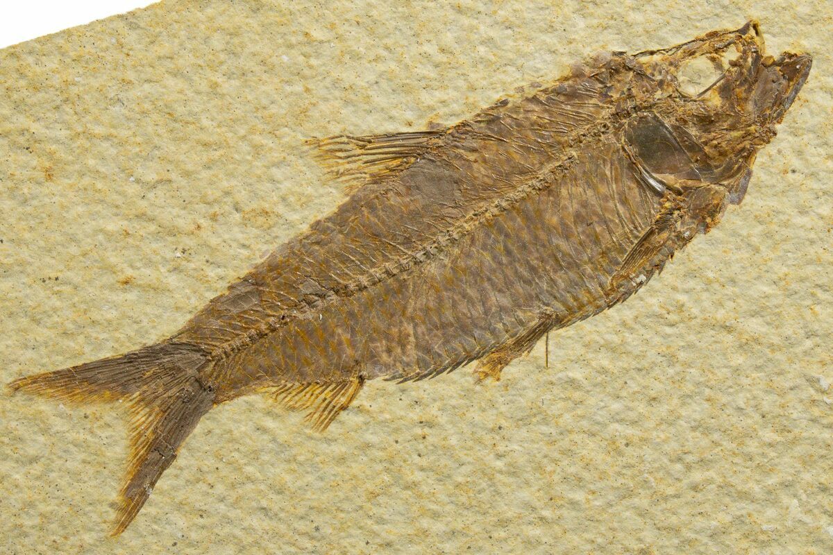 3.9" Detailed Fossil Fish (Knightia) - Wyoming (#333907) For Sale ...