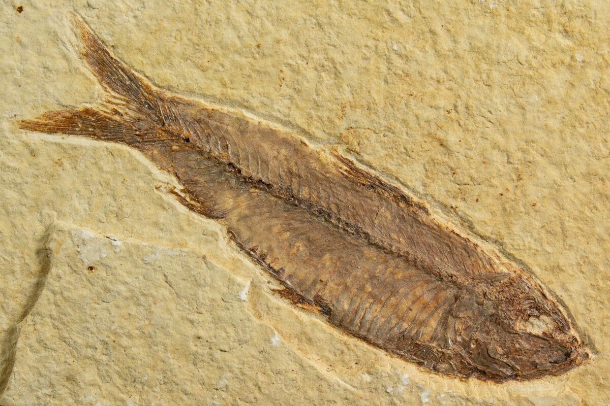 3.4" Detailed Fossil Fish (Knightia) - Wyoming (#333918) For Sale ...