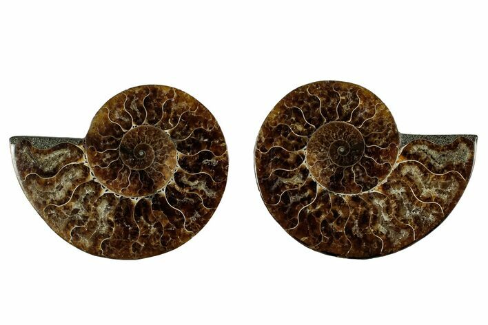 4" Cut & Polished, Agatized Ammonite Fossil - Madagascar (#344097) For ...