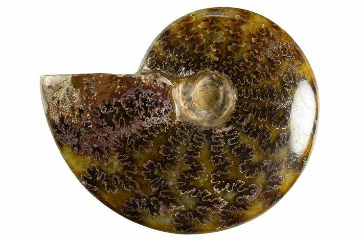 3.65" Polished Ammonite (Cleoniceras) Fossil - Madagascar (#344304) For ...