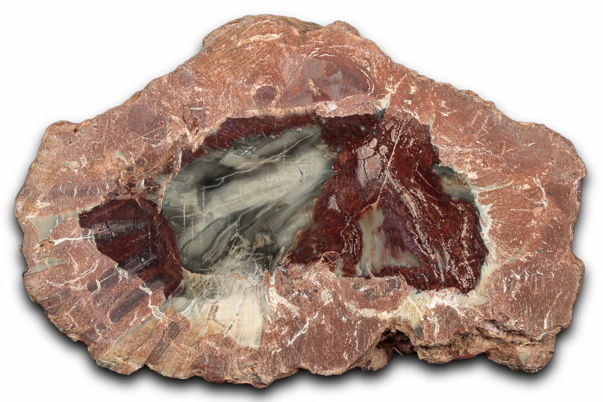 2.9" Beautiful Petrified Wood (Araucaria) Slab - Madagascar (#344663 ...