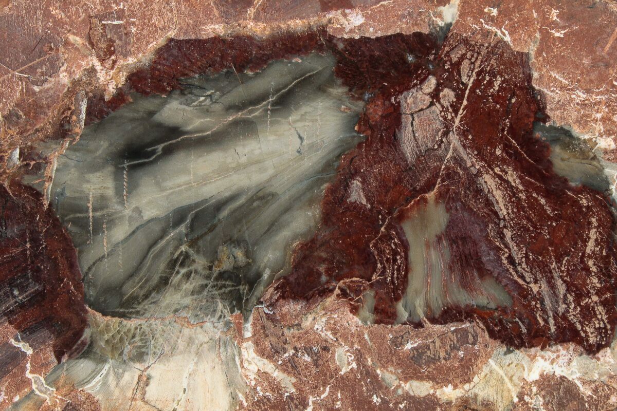 2.9" Beautiful Petrified Wood (Araucaria) Slab - Madagascar (#344663 ...