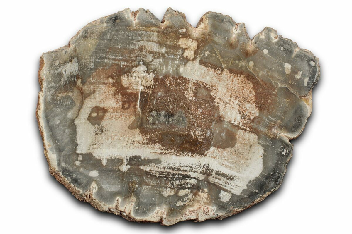 4.35" Beautiful Petrified Wood (Araucaria) Slab - Madagascar (#344679 ...