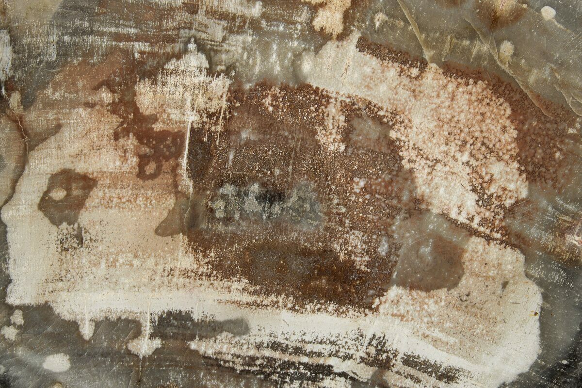 4.35" Beautiful Petrified Wood (Araucaria) Slab - Madagascar (#344679 ...