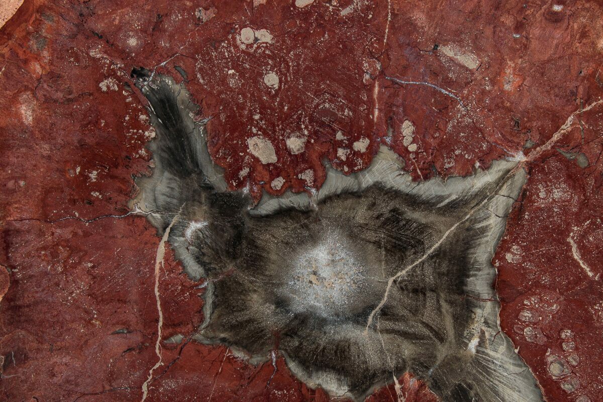 4.6" Beautiful Petrified Wood (Araucaria) Slab - Madagascar (#344680 ...