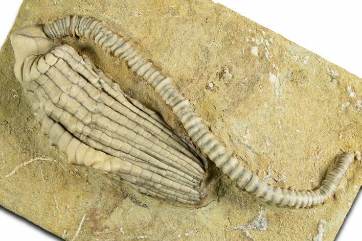 3.2" Superb Fossil Crinoid (Halysiocrinus) - Crawfordsville, Indiana ...