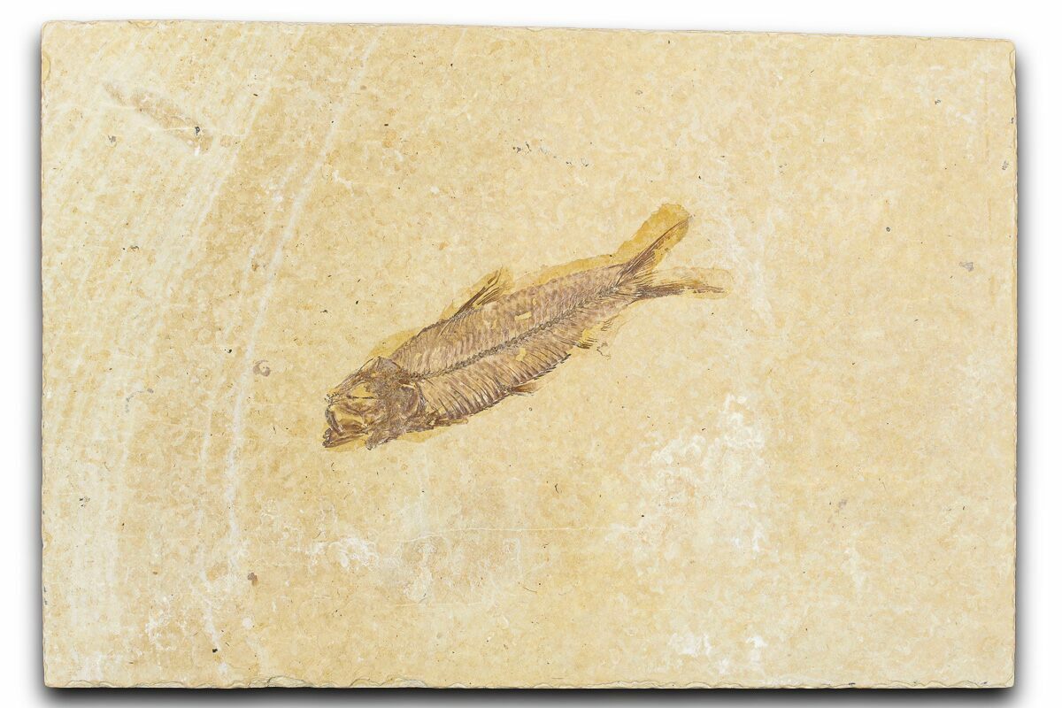 2.2" Detailed Fossil Fish (Knightia) - Wyoming (#344433) For Sale ...