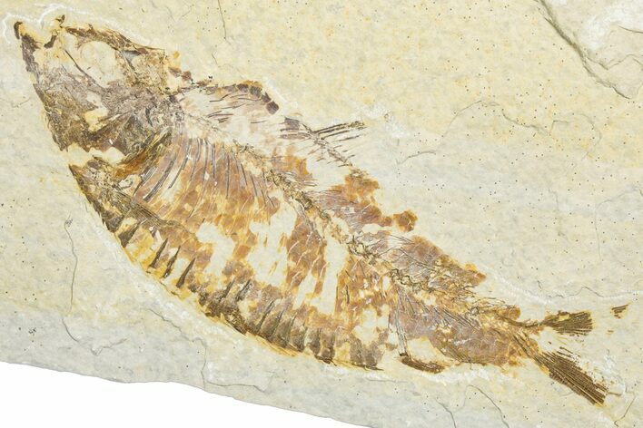 4.1" Detailed Fossil Fish (Knightia) - Wyoming (#346030) For Sale ...