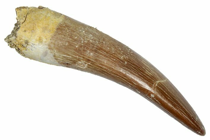 1.66" Fossil Plesiosaur (Zarafasaura) Tooth - Morocco (#344235) For ...
