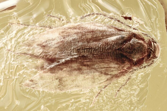 Detailed Fossil Moth (Lepidoptera) in Baltic Amber (#346376) For Sale ...