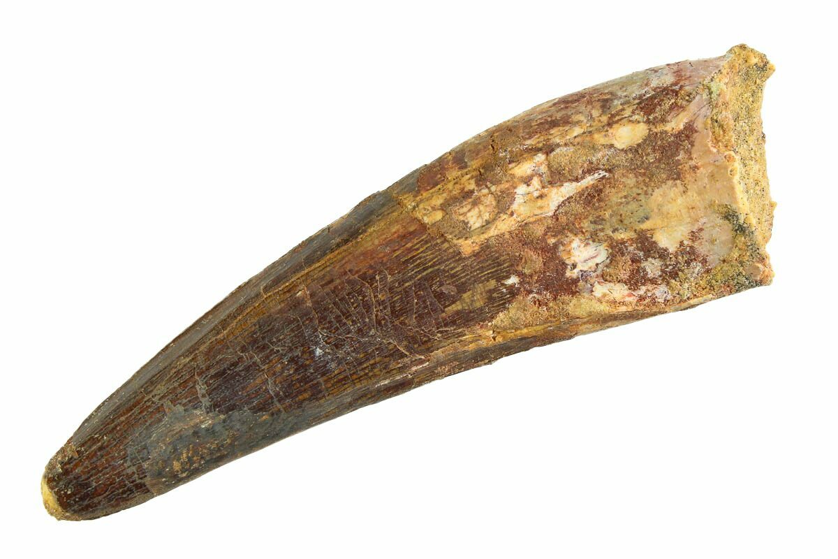 4.35" Real Fossil Spinosaurus Tooth - Huge Dinosaur Tooth (#346750) For ...