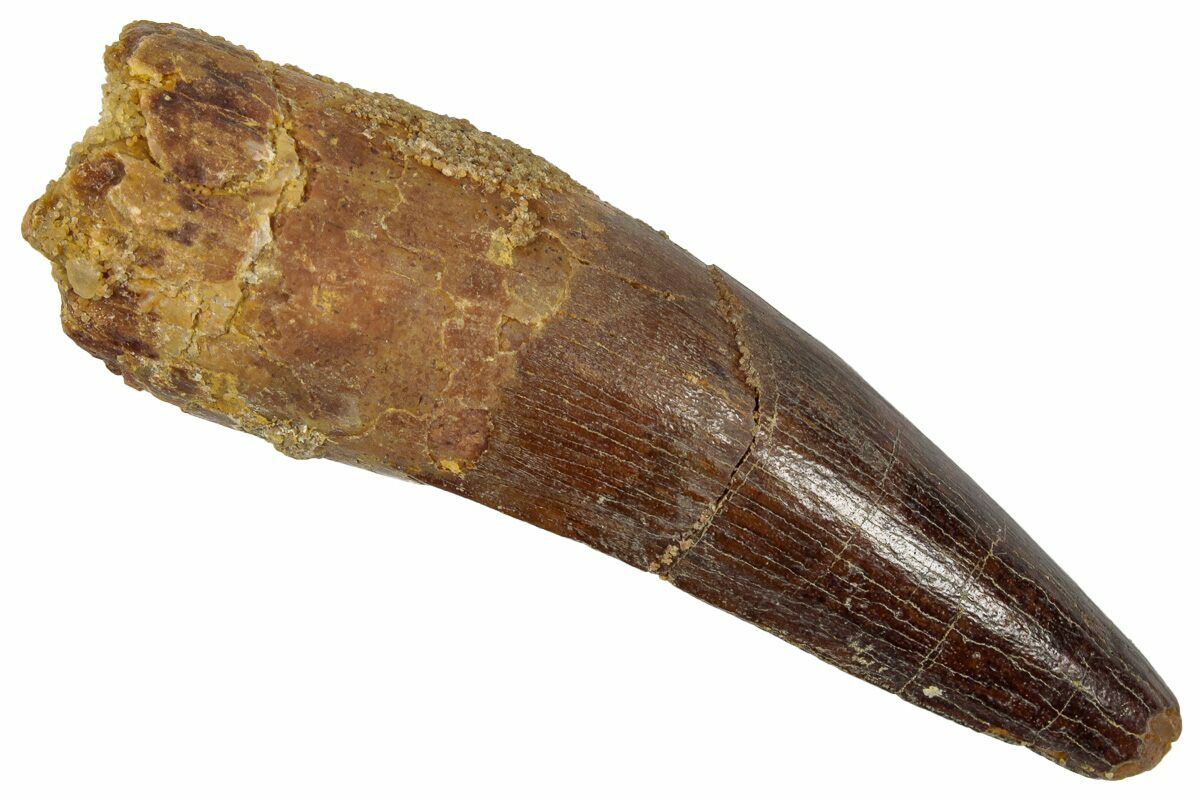 2.33" Fossil Spinosaurus Tooth - Real Dinosaur Tooth (#346795) For Sale ...