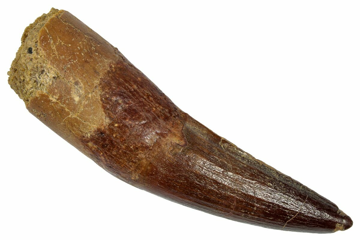 Bargain, 2.52" Fossil Spinosaurus Tooth - Real Dinosaur Tooth (#346804 ...