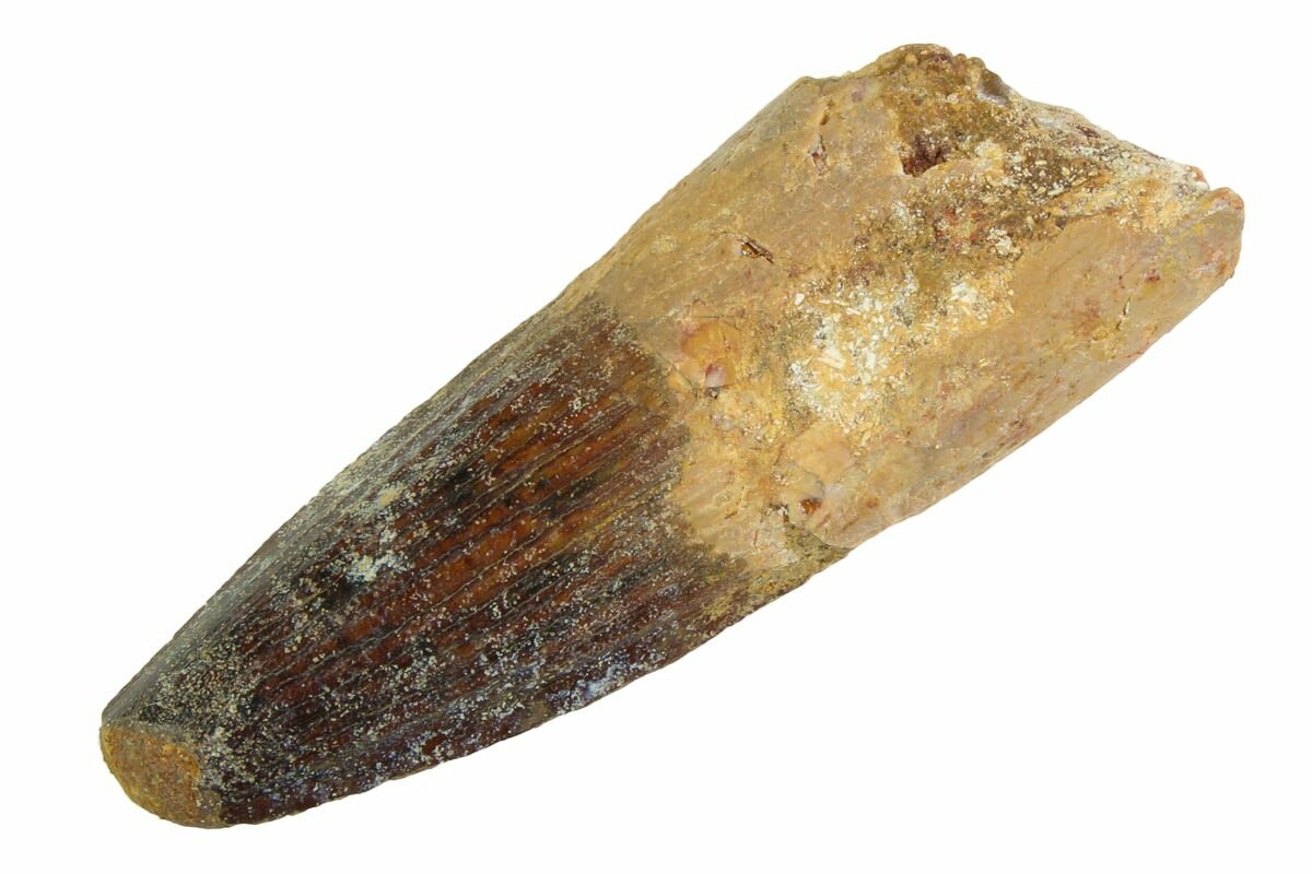 2.47" Fossil Spinosaurus Tooth - Real Dinosaur Tooth (#346872) For Sale ...