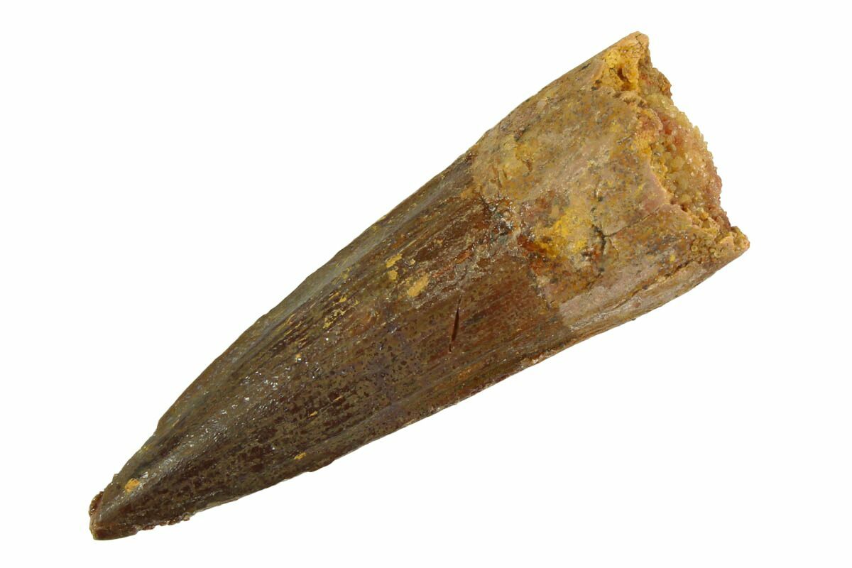 2.28" Fossil Spinosaurus Tooth - Real Dinosaur Tooth (#346875) For Sale ...