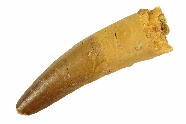 2.58" Fossil Spinosaurus Tooth - Real Dinosaur Tooth (#346882) For Sale ...