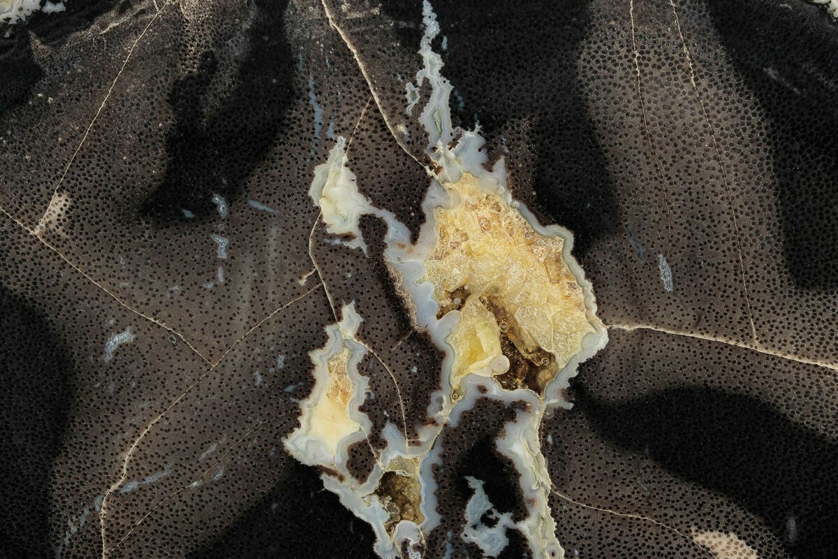 10.6" Polished Petrified Palm Wood Round - Wyoming (#346840) For Sale ...