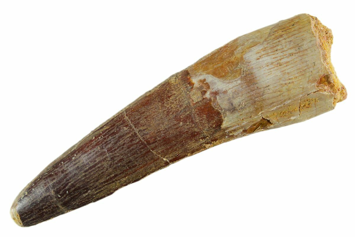 3.10" Fossil Spinosaurus Tooth - Real Dinosaur Tooth (#347146) For Sale ...