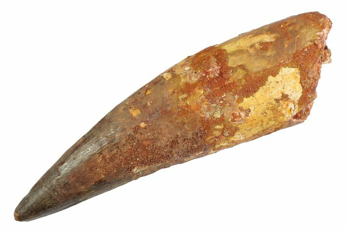 4.50" Real Fossil Spinosaurus Tooth - Huge Dinosaur Tooth (#347201) For ...
