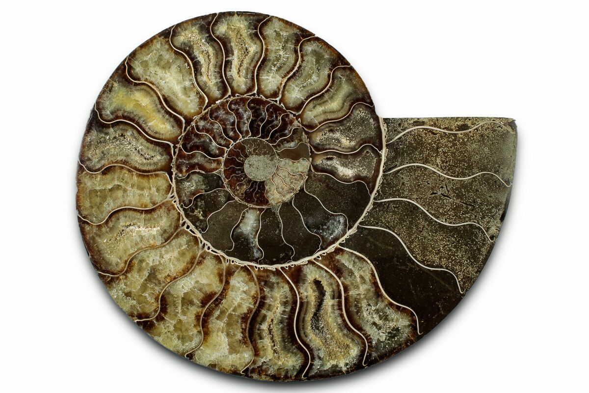 8" Cut & Polished Ammonite Fossil (Half) - Madagascar (#347837) For ...